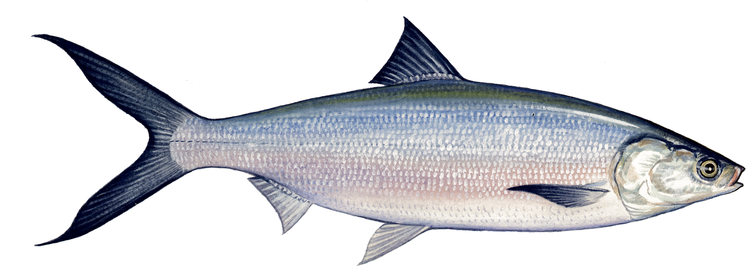Different Species Of Milkfish