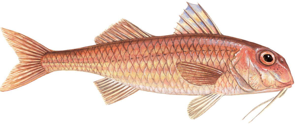 Red mullet Mullet seafood recommendation | Seafood Watch