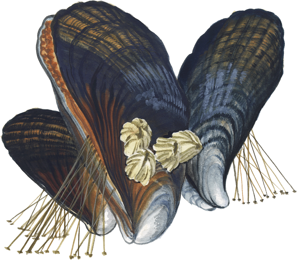 Sustainable Clams Mussels Oysters And Scallops Guide Seafood Watch