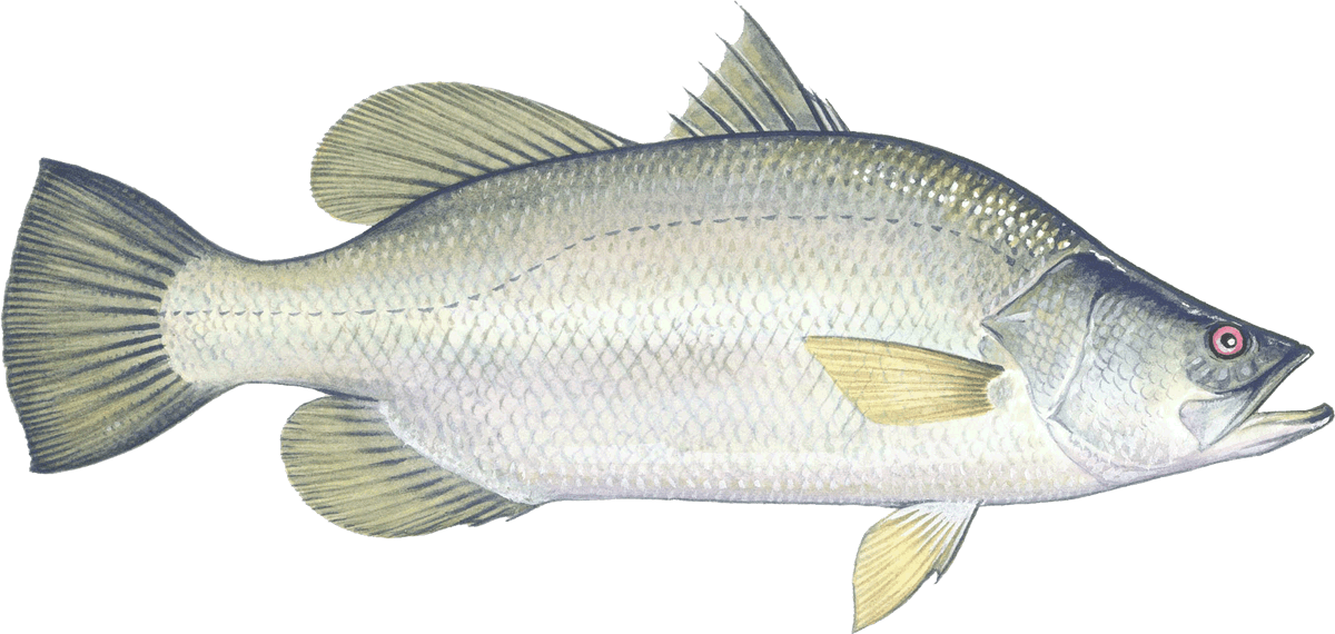 Giant perch Perch seafood recommendation | Seafood Watch