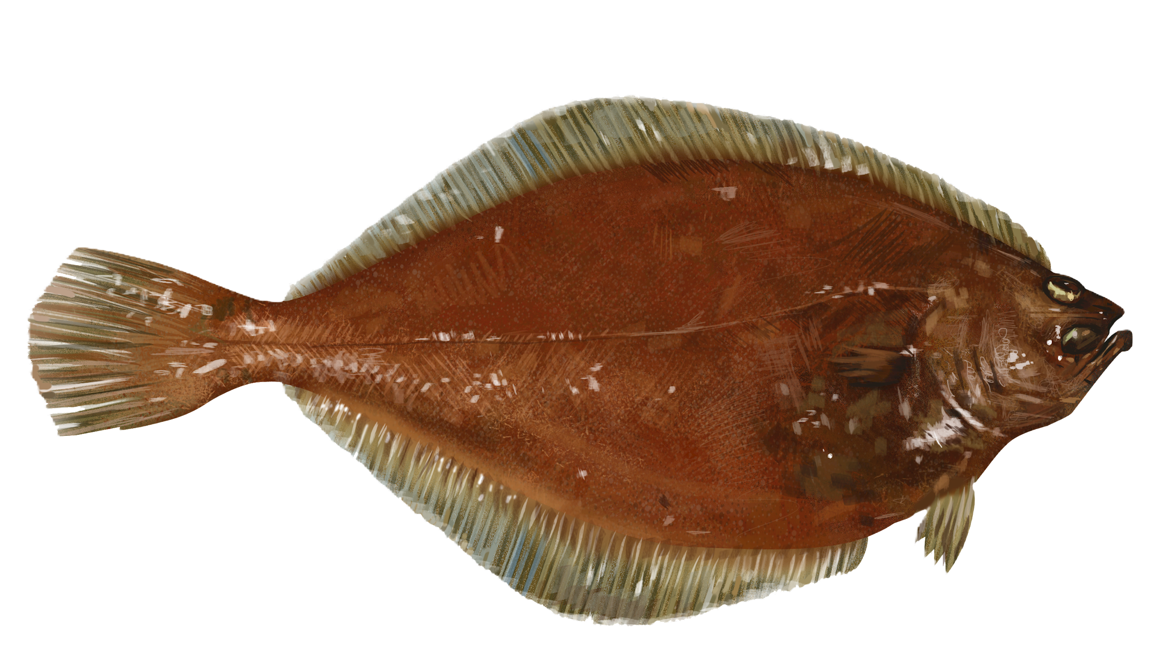 Sustainable flounder, plaice, or sole guide | Seafood Watch