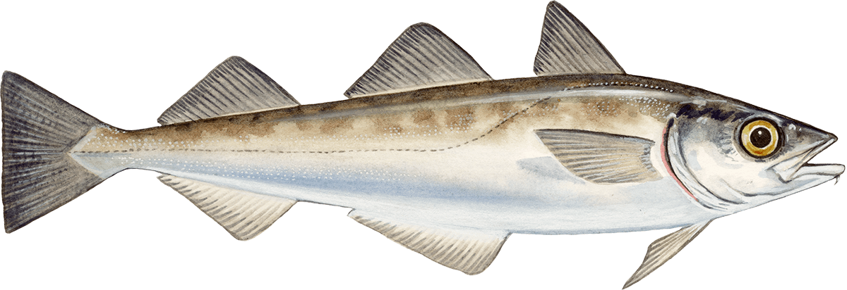 Sustainable Pollock guide | Seafood Watch