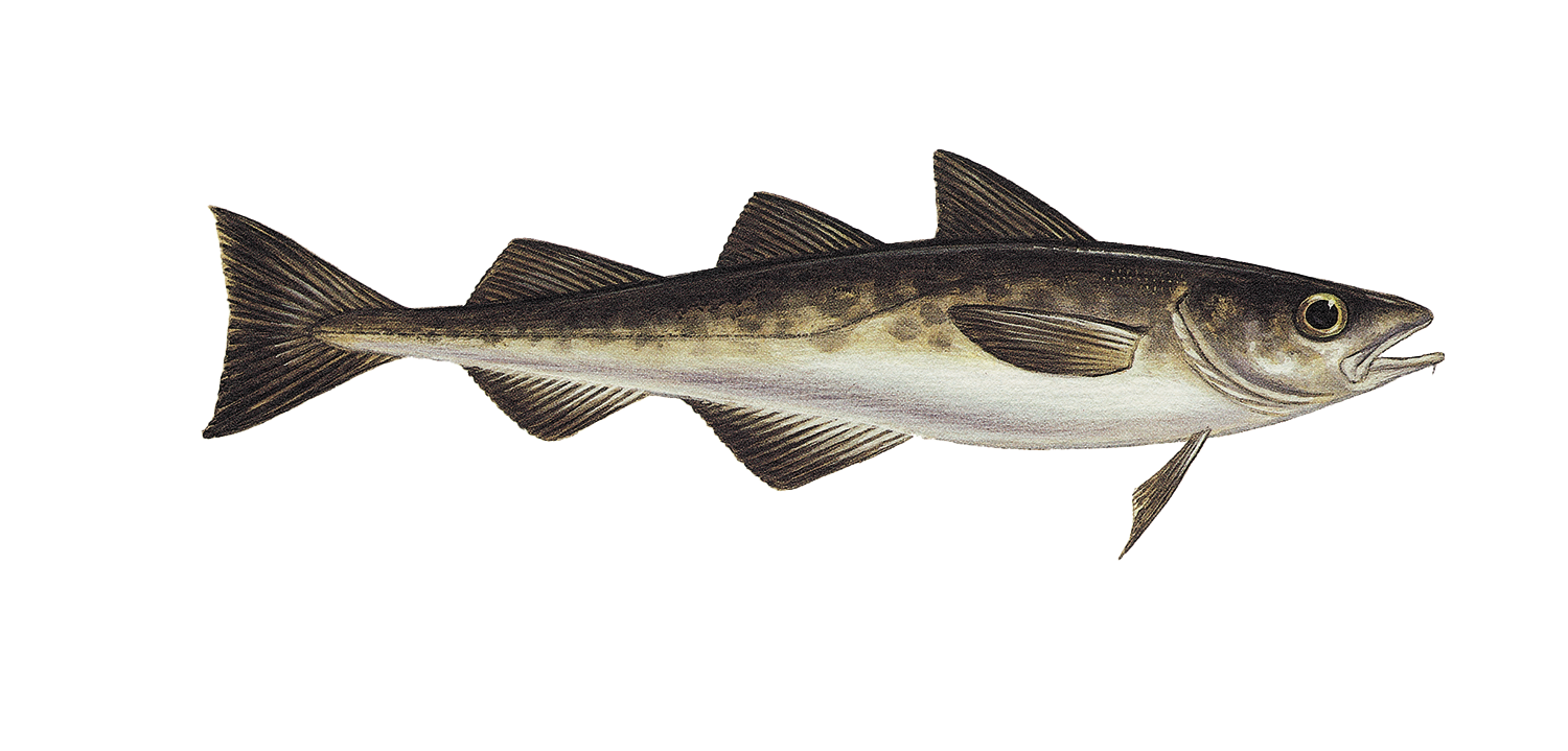 Walleye pollock Pollock seafood recommendation | Seafood Watch