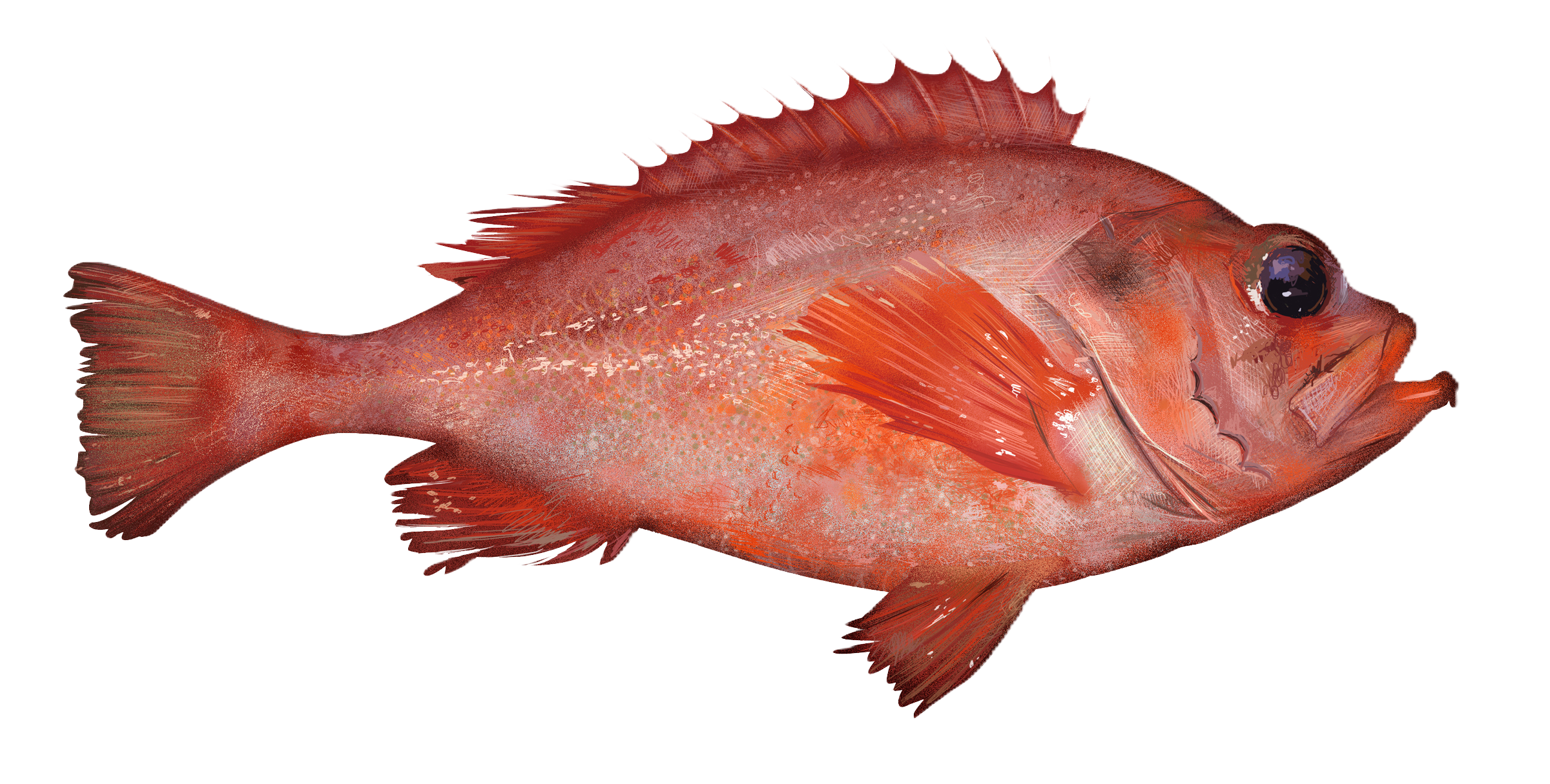 Acadian redfish Redfish seafood recommendation | Seafood Watch