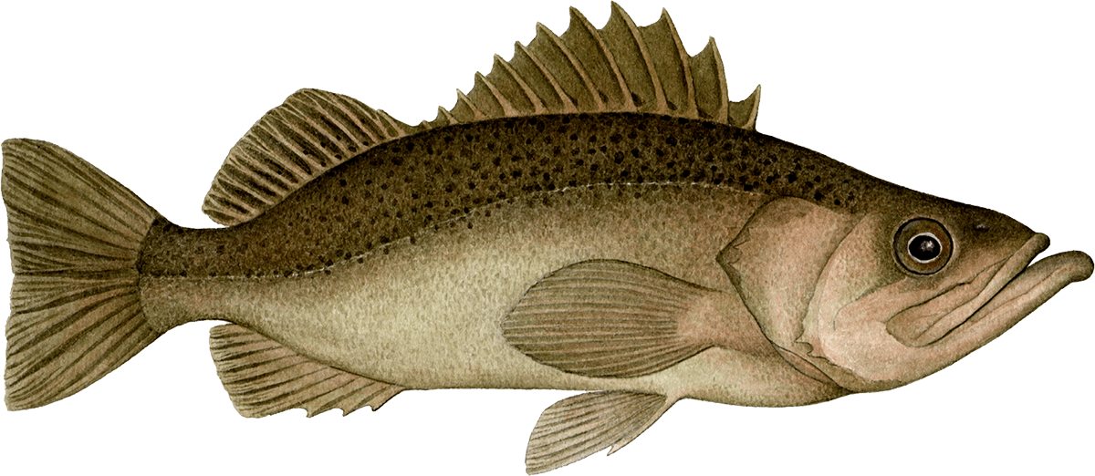 Bocaccio rockfish Rockfish seafood recommendation | Seafood Watch