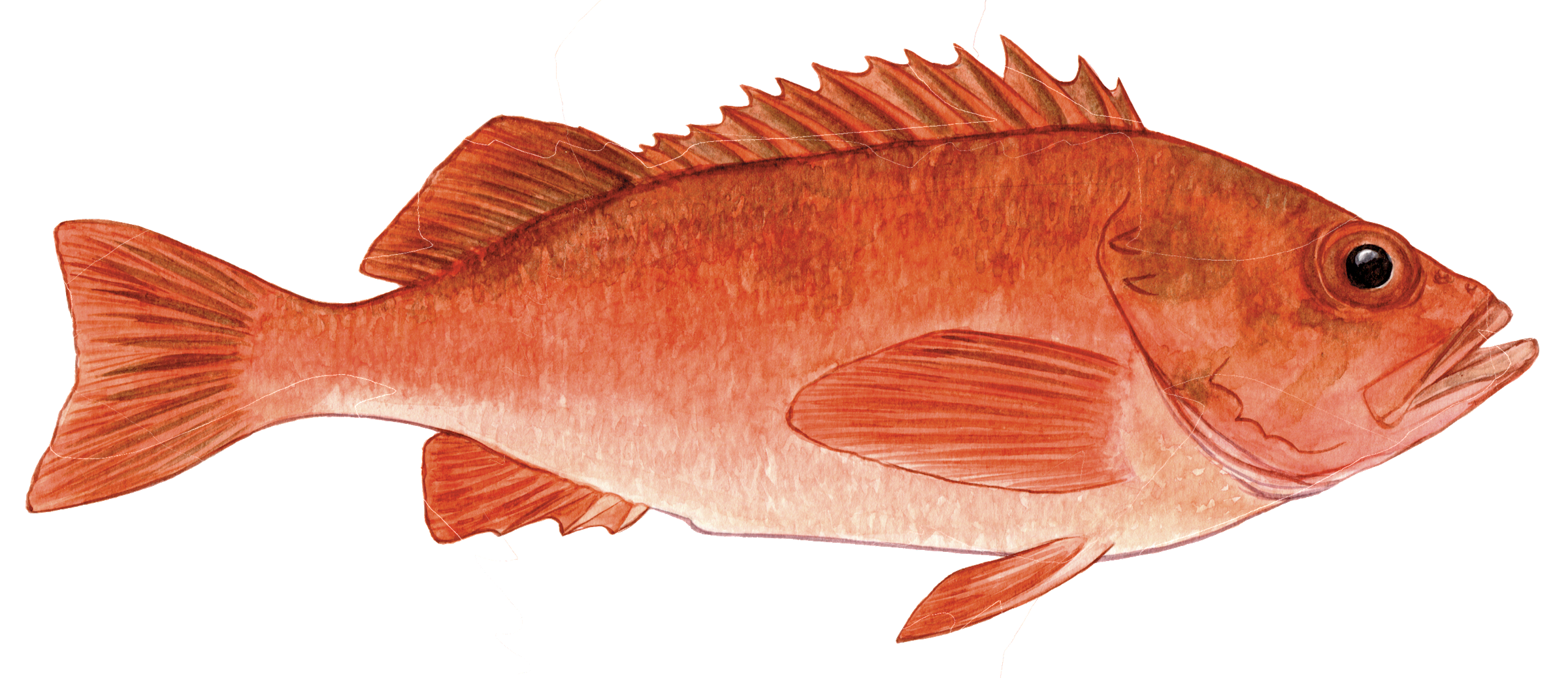 Northern rockfish Rockfish seafood recommendation | Seafood Watch