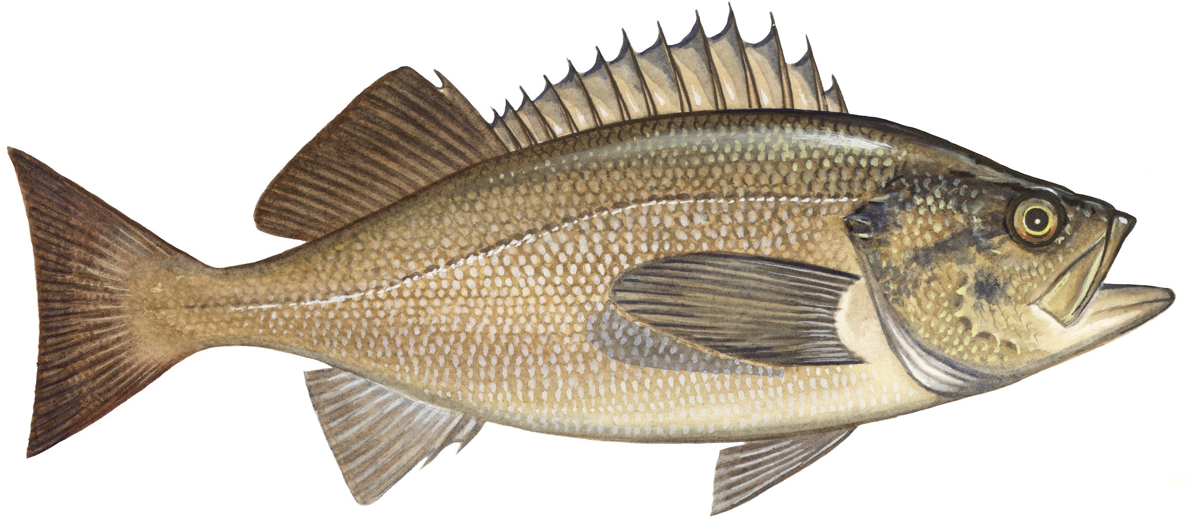 Widow rockfish Rockfish seafood recommendation | Seafood Watch