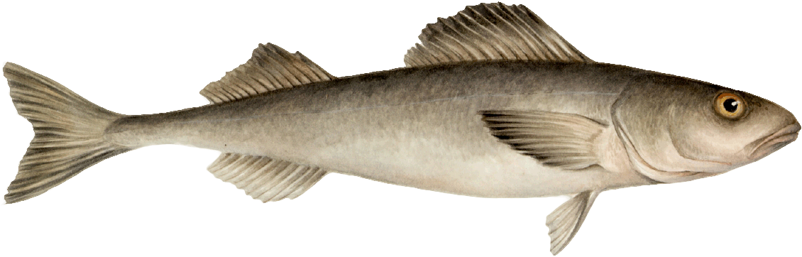 Sablefish Sablefish seafood recommendation | Seafood Watch