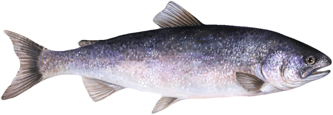 Coho salmon Salmon seafood recommendation | Seafood Watch