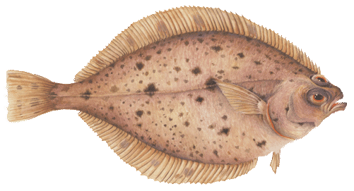 Pacific sanddab Sanddab seafood recommendation | Seafood Watch