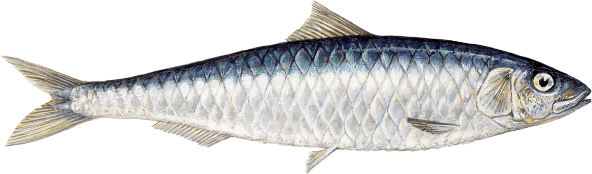 European pilchard Sardine seafood recommendation | Seafood Watch