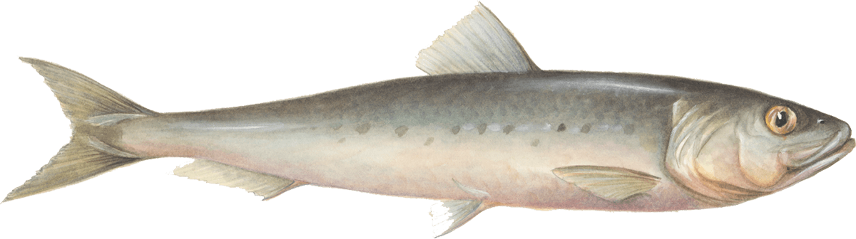 Brazilian sardinella Sardine seafood recommendation | Seafood Watch