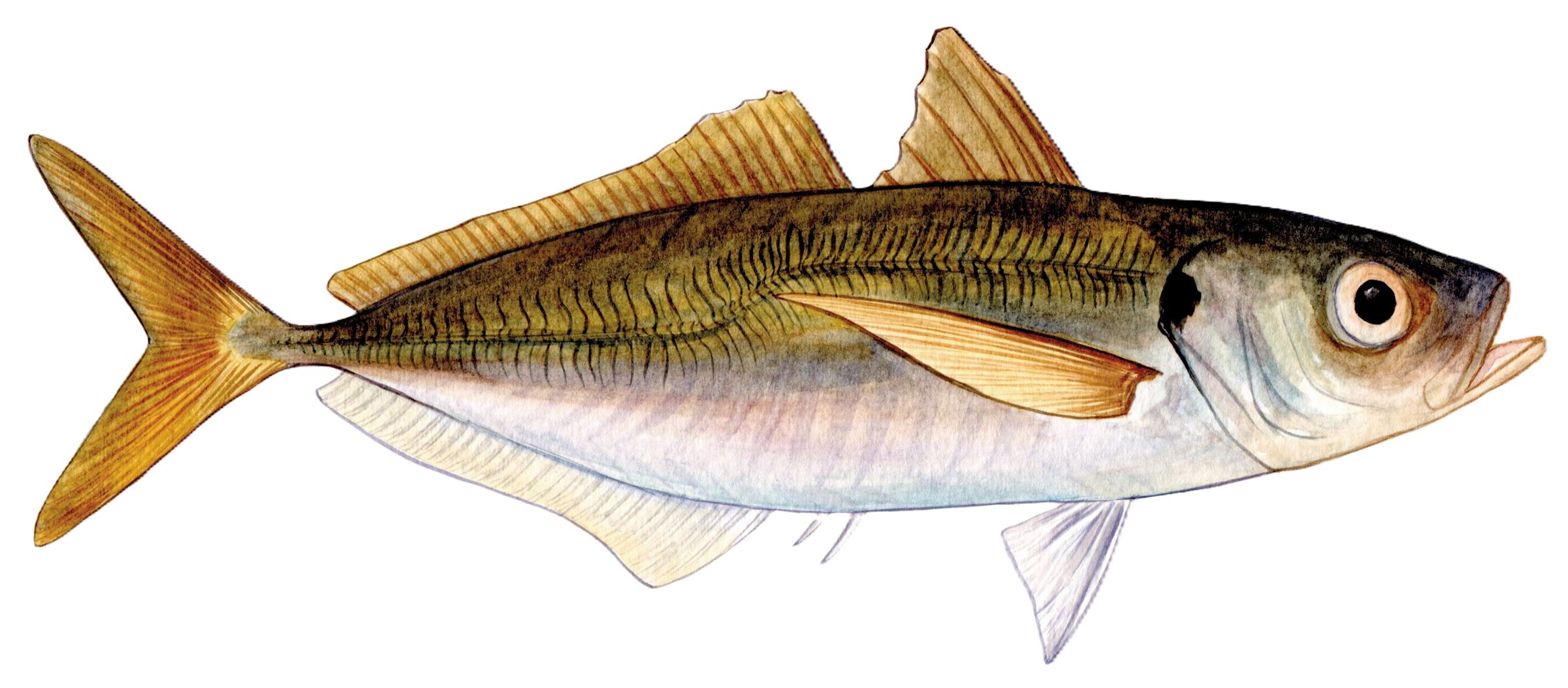 Japanese scad Scad seafood recommendation | Seafood Watch