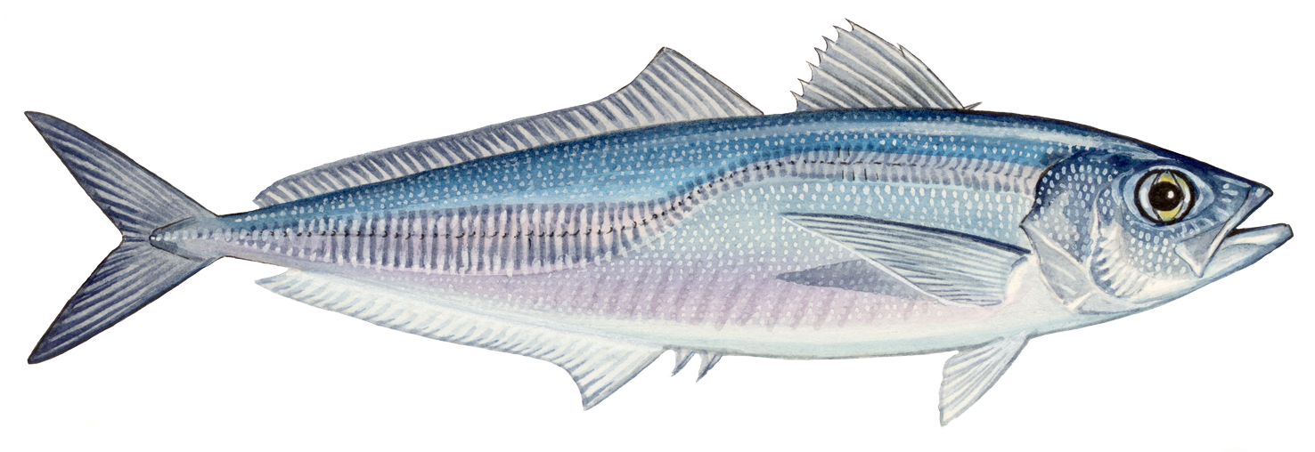 Inca scad Scad seafood recommendation | Seafood Watch