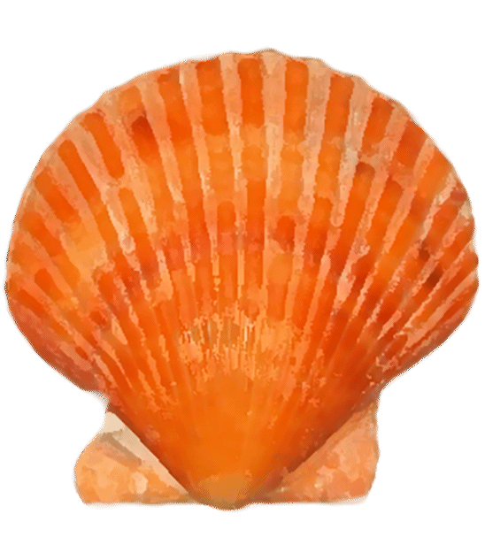 Bay scallop Scallop seafood recommendation | Seafood Watch