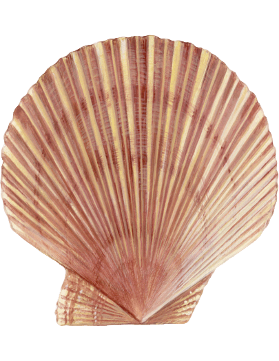 Reddish and spiny scallops | British Columbia, Canada | Track an assessment | Seafood Watch