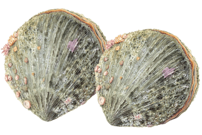 Common Japanese scallop Scallop seafood recommendation | Seafood Watch