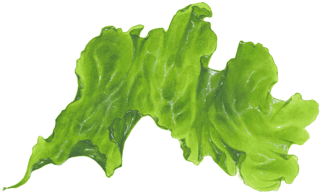 Seaweed Seaweed seafood recommendation | Seafood Watch