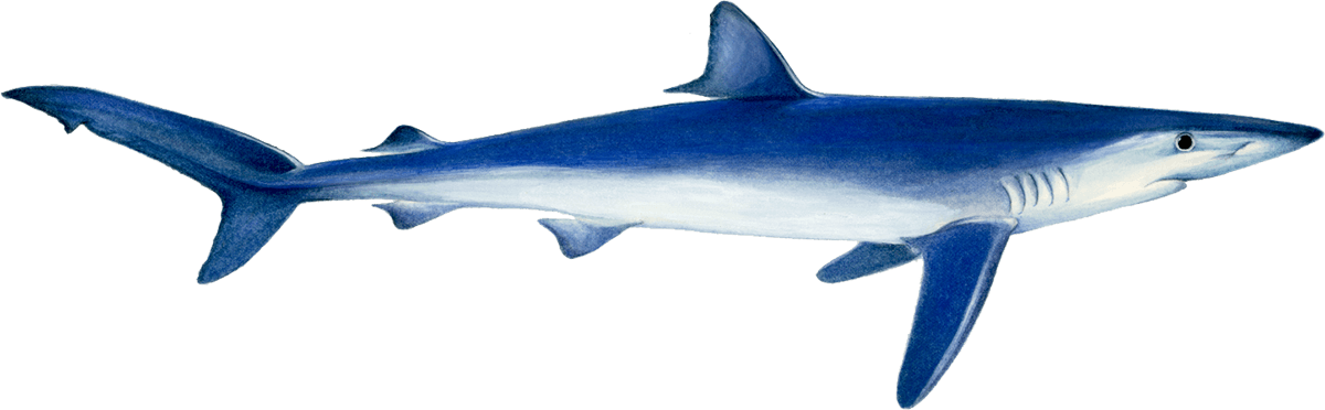 Blue shark Shark seafood recommendation | Seafood Watch