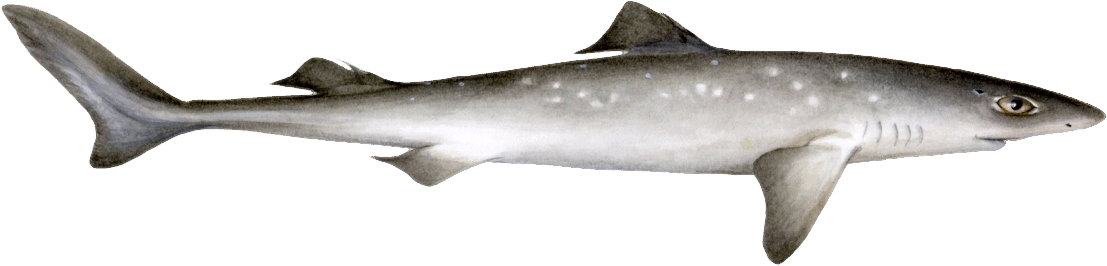 Spiny dogfish Shark seafood recommendation | Seafood Watch