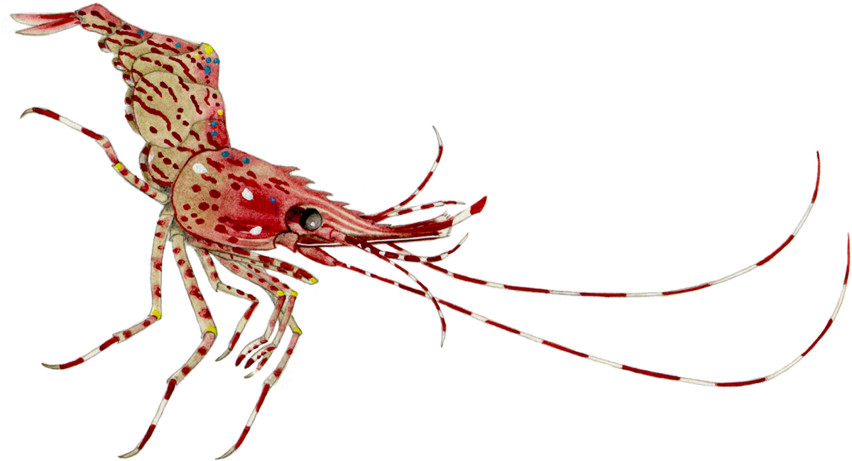 Coonstriped shrimp Shrimp seafood recommendation | Seafood Watch