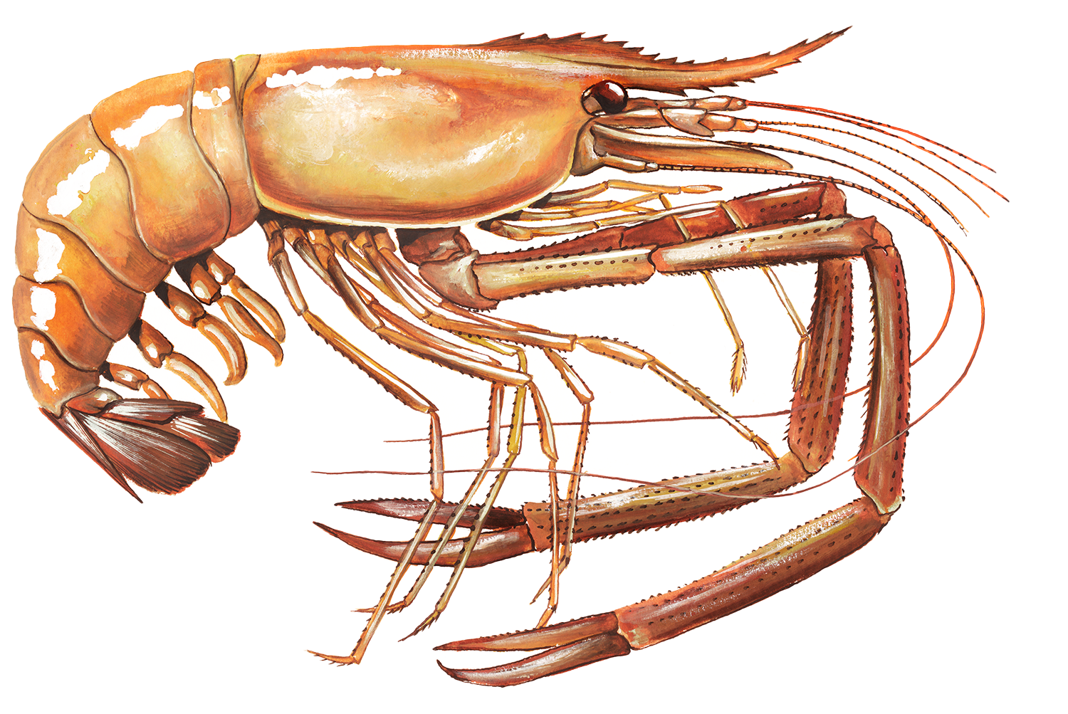 Giant freshwater prawn Shrimp seafood recommendation | Seafood Watch
