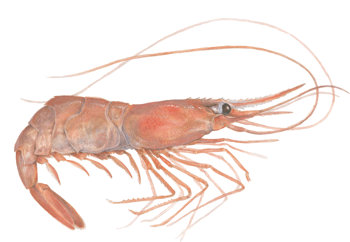 Aesop shrimp Shrimp seafood recommendation | Seafood Watch