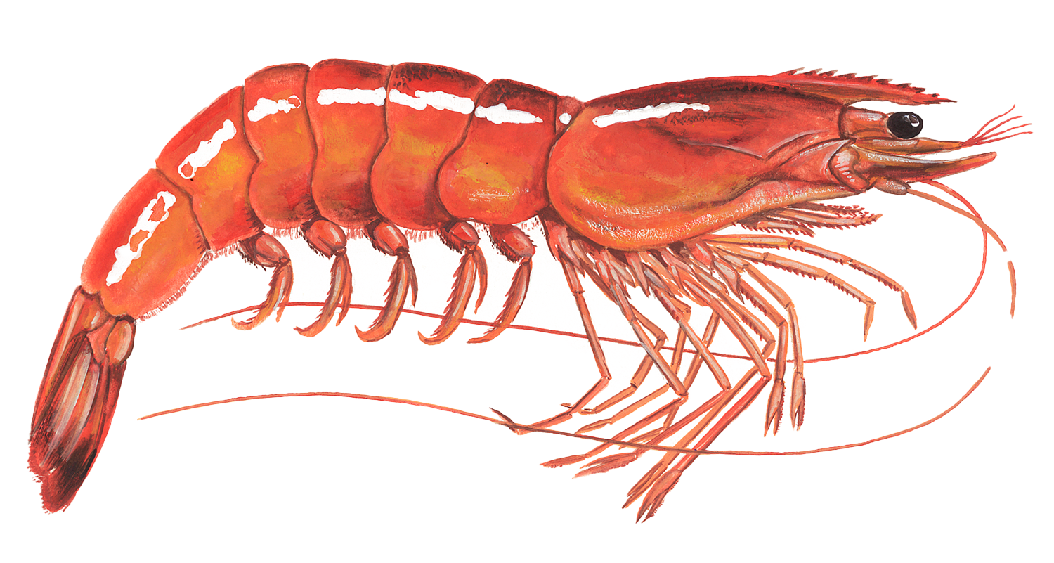 Types Of Shrimp In The Ocean