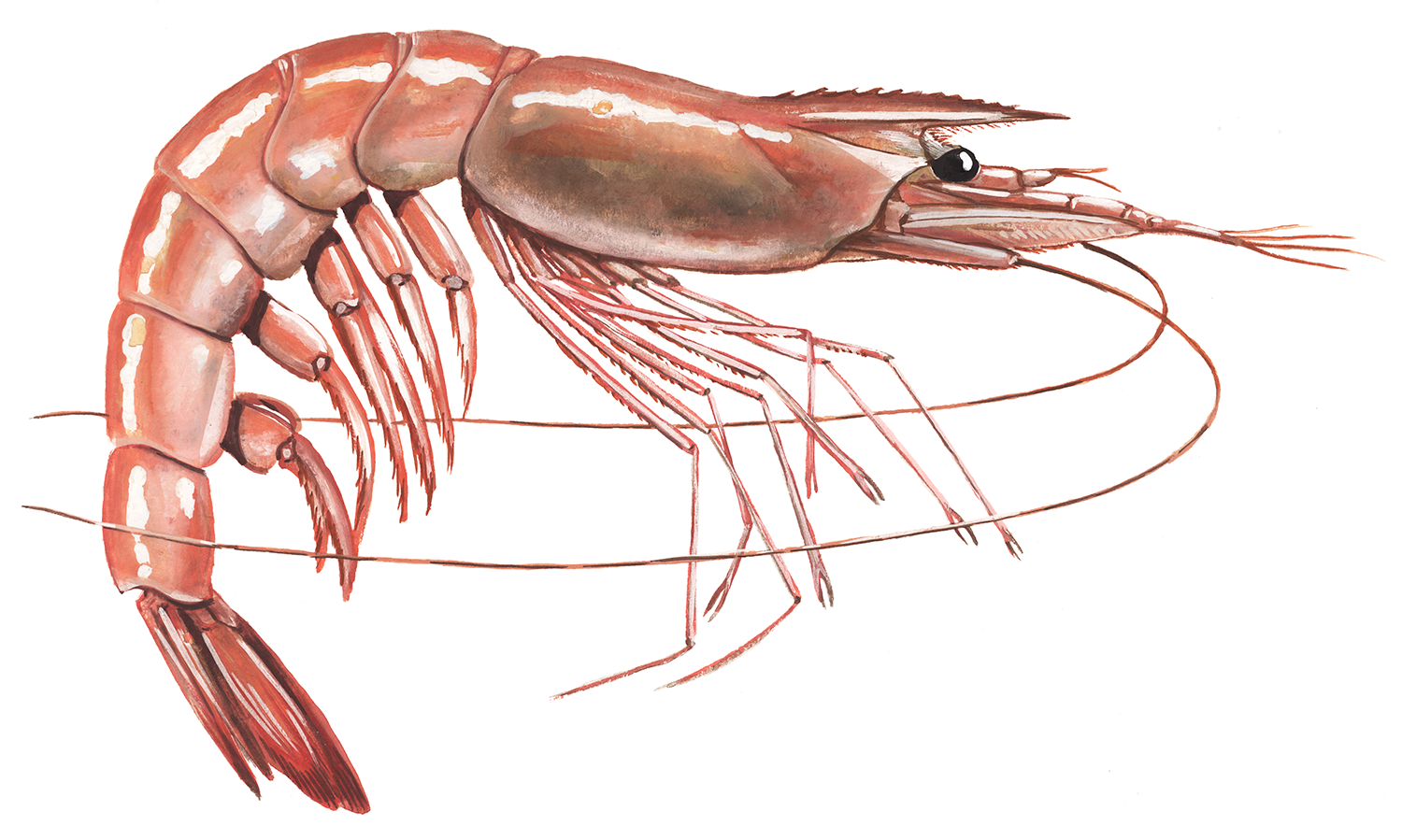 Royal red shrimp Shrimp seafood recommendation | Seafood Watch