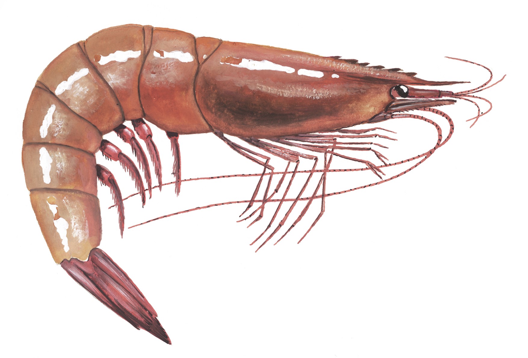 Northern shrimp Shrimp seafood recommendation | Seafood Watch