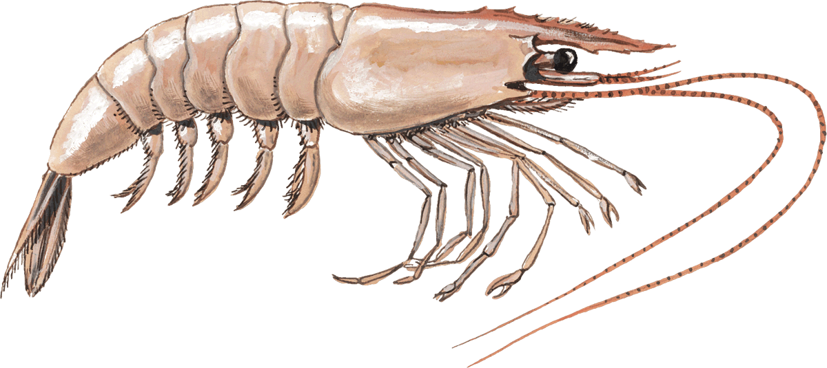 Royal red shrimp Shrimp seafood recommendation | Seafood Watch