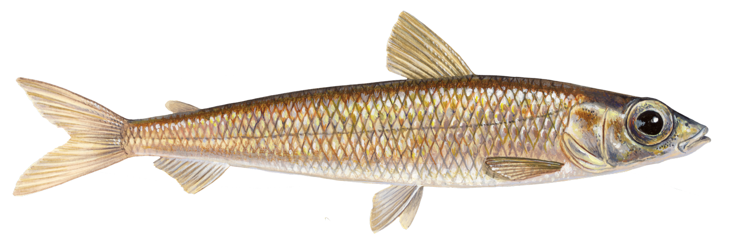 Silver smelt Smelt seafood recommendation | Seafood Watch