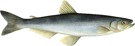 Silver smelt Smelt seafood recommendation | Seafood Watch