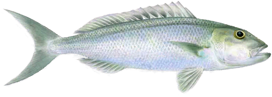 Green jobfish Snapper seafood recommendation | Seafood Watch