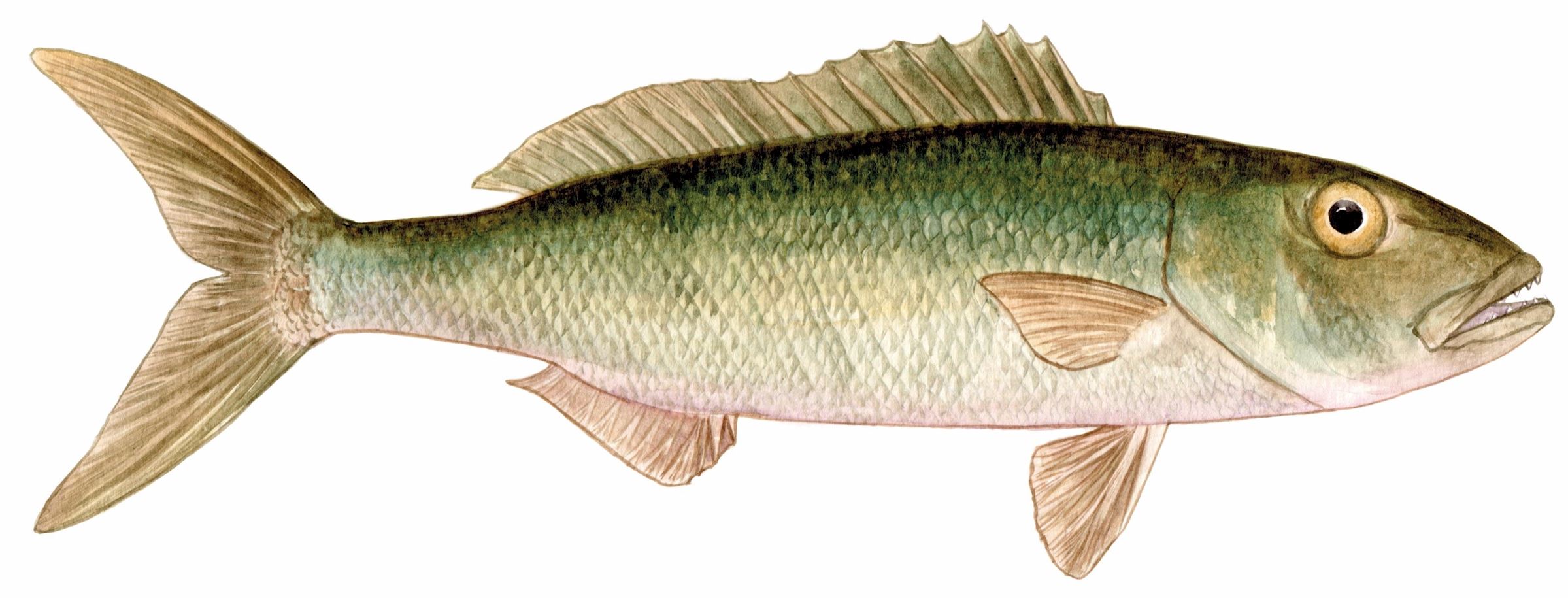 Green jobfish Snapper seafood recommendation | Seafood Watch