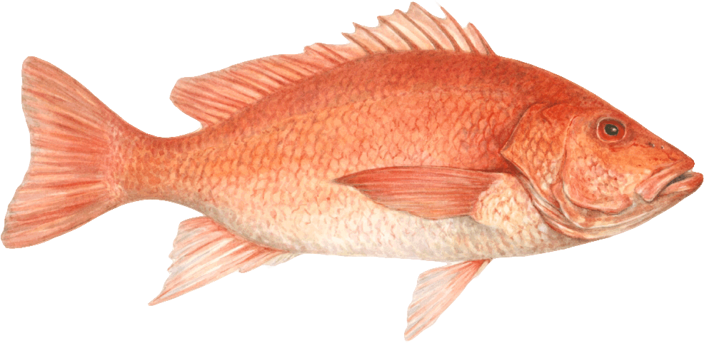 Caribbean red snapper Snapper seafood recommendation | Seafood Watch