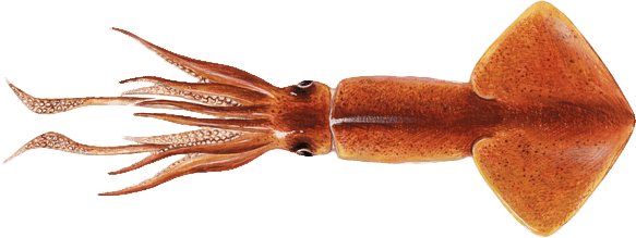 Seafood Social Risk Tool | Act for the Ocean | Monterey Bay Aquarium