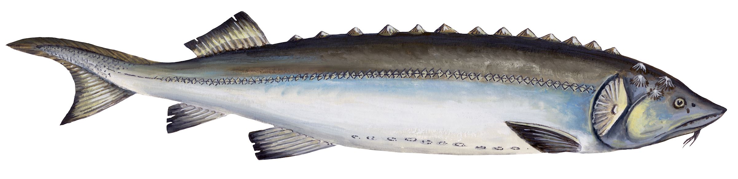 Beluga Sturgeon seafood recommendation | Seafood Watch
