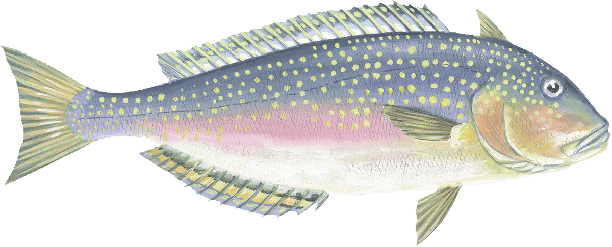 Blue tilefish Tilefish seafood recommendation | Seafood Watch