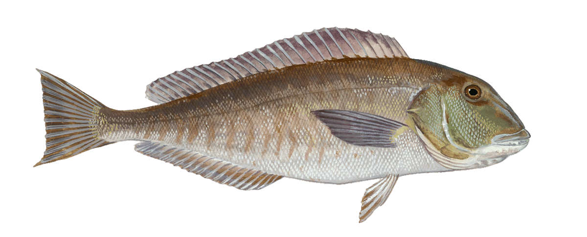 Blueline tilefish Tilefish seafood recommendation | Seafood Watch