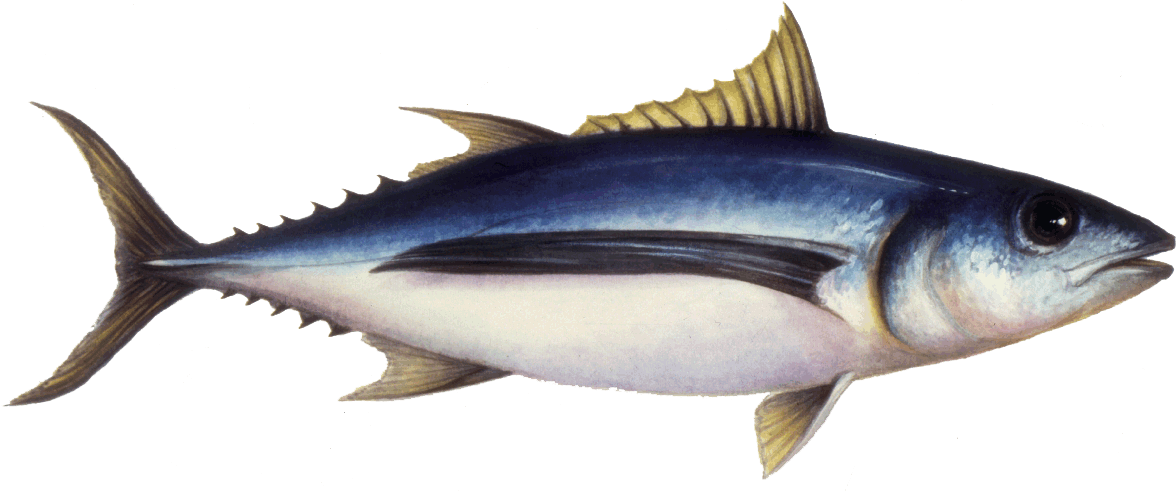 Albacore Tuna seafood recommendation | Seafood Watch