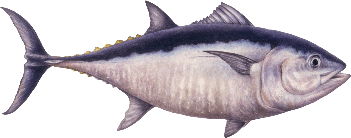 Sustainable tuna guide | Seafood Watch