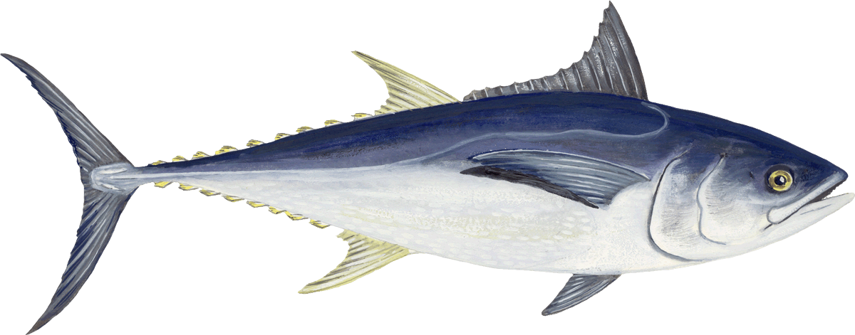 Longtail tuna Tuna seafood recommendation | Seafood Watch