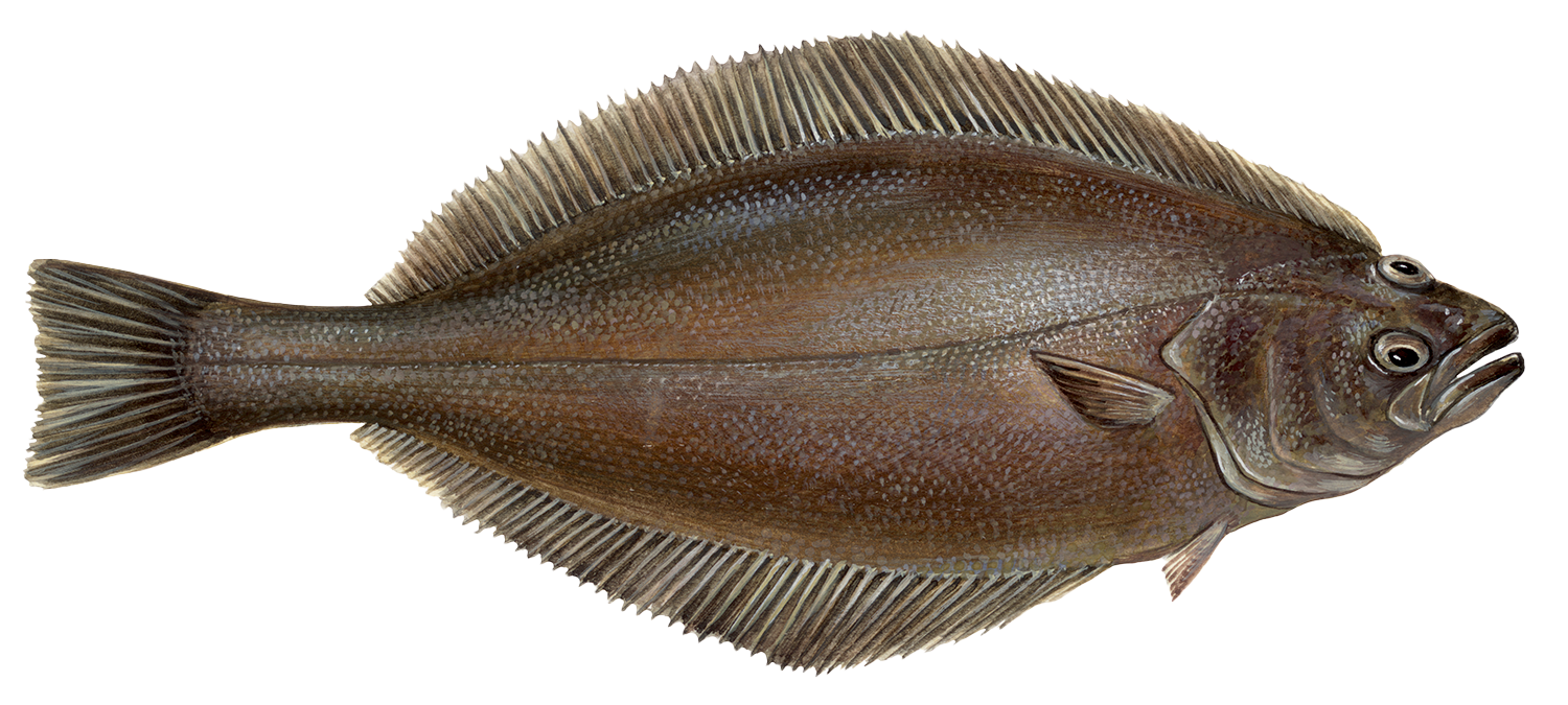 Greenland turbot Turbot seafood recommendation | Seafood Watch