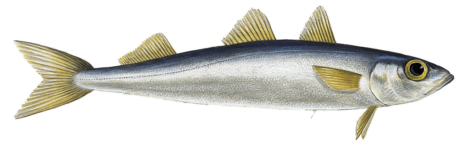 Southern blue whiting Whiting seafood recommendation | Seafood Watch
