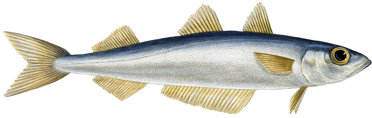 Southern blue whiting Whiting seafood recommendation | Seafood Watch