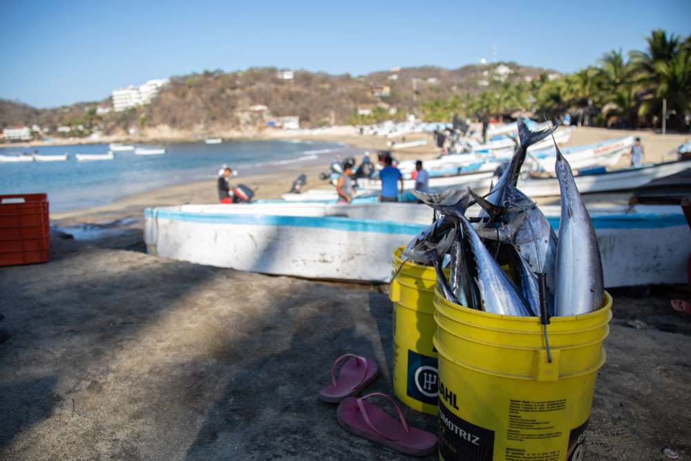 Celebrating 25 years of Seafood Watch | Stories | Seafood Watch