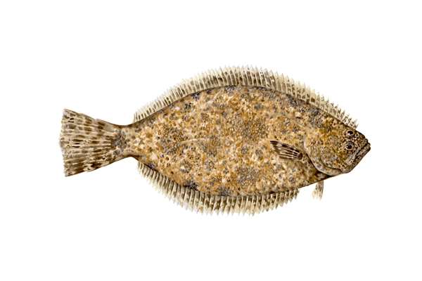 Super Green List | Healthy and sustainable farmed Alaska flounder ...