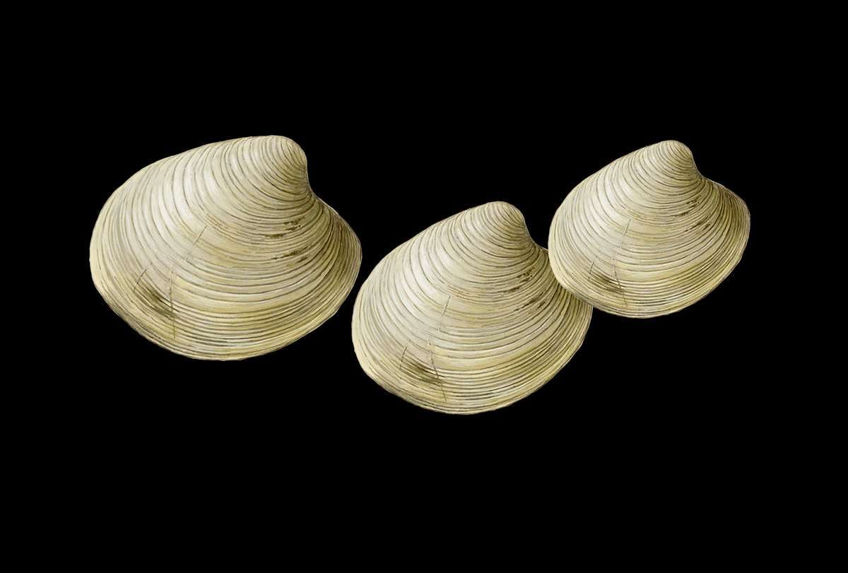 Super Green List | Healthy and sustainable farmed clams | Seafood Watch