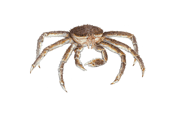 Track an assessment | Seafood Watch